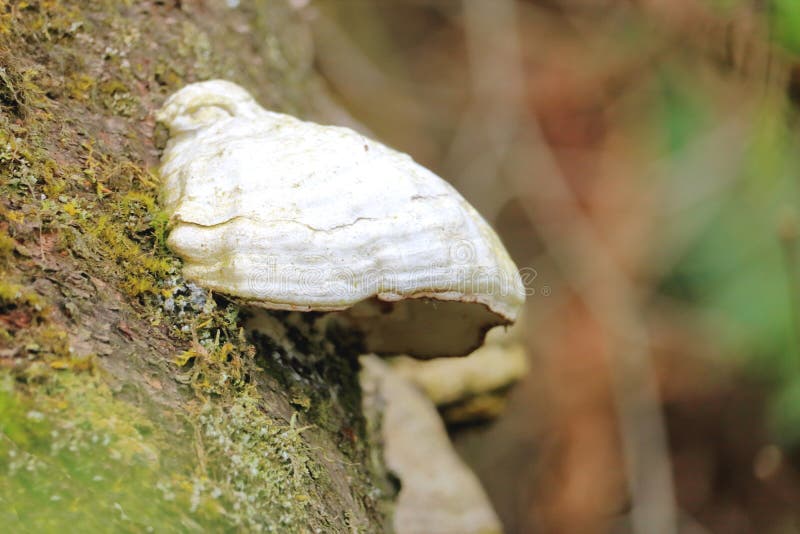Close-up Detailed Photo of a Blue Wildflower. Water Droplets of the ...