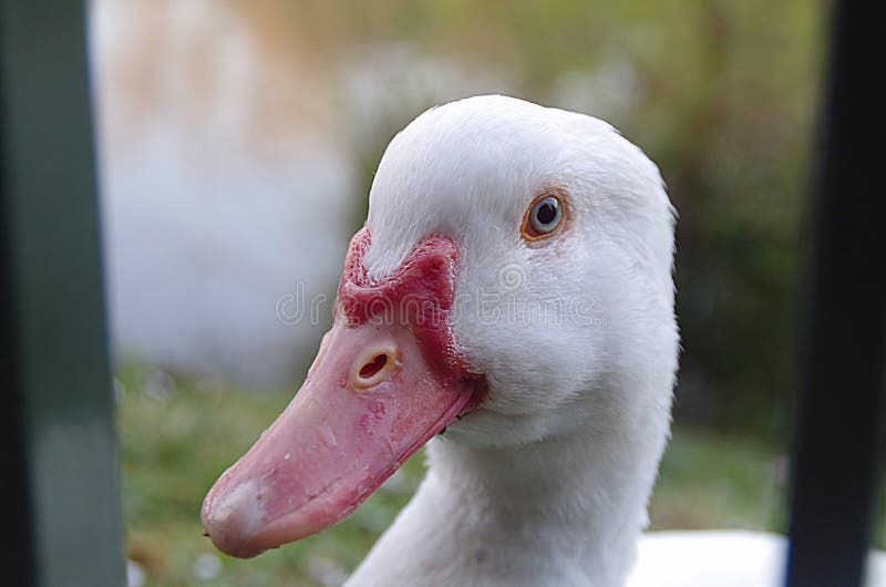 Close-up, a Duck Sitting on the Toilet Presses the Flush Button. the ...