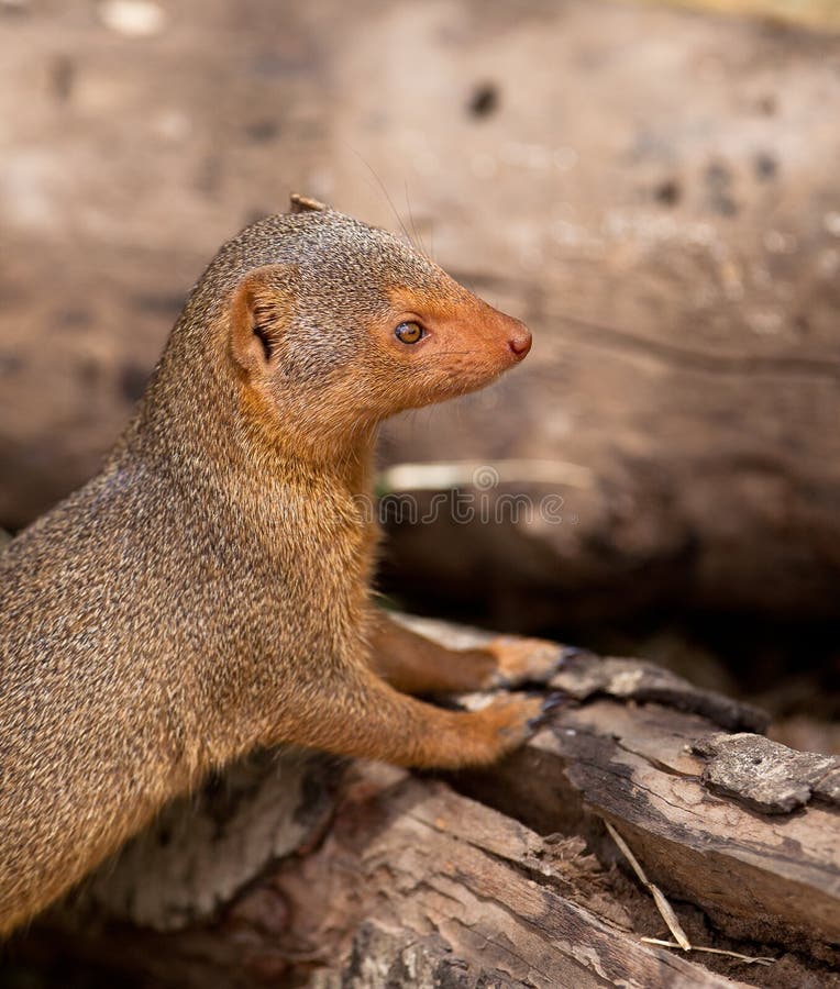 Dwarf Mongoose stock image. Image of africa, animal, animals - 17443999