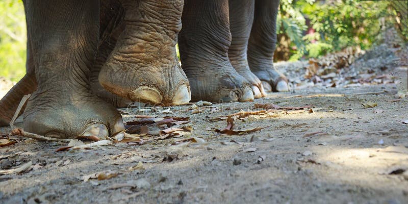 Close of Elephant S Feet ,in a South East Asian Rainforest Stock Image ...