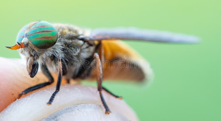 Close Encounter: Capturing an Insect S Bite on Human Skin Stock Photo ...