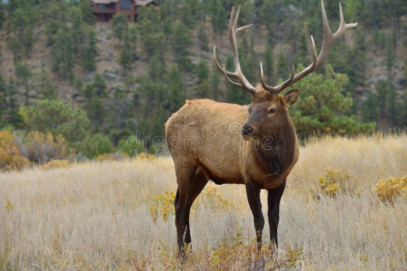 120 Young Elk Side View Stock Photos - Free & Royalty-Free Stock Photos ...