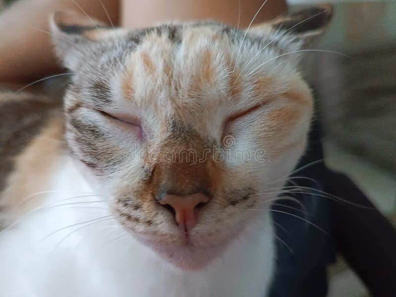 Close the Eyes and Relax, Cat Portrait Stock Image - Image of snout ...