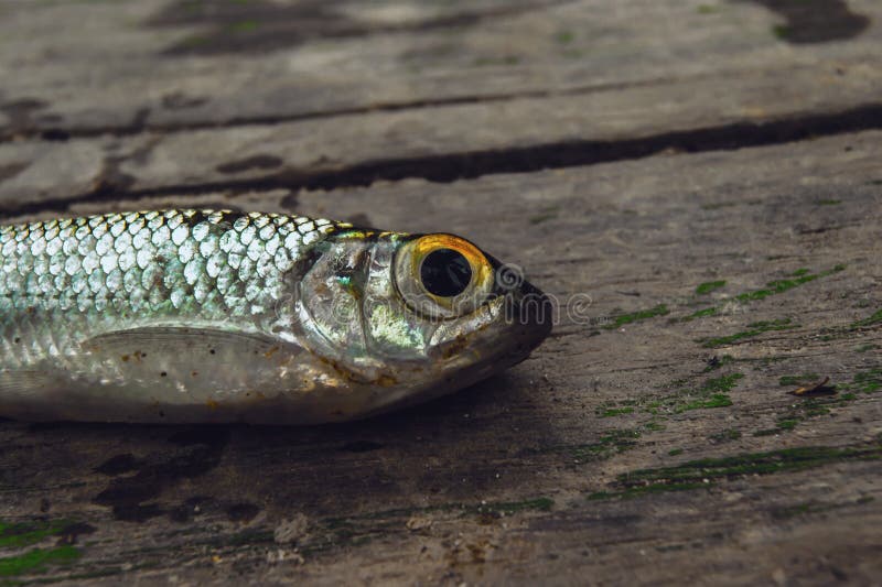 Close fish stock photo. Image of yellow, view, boat, fish - 64458570