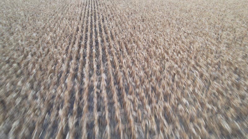 Low Angle Close Flight Over a Corn Field Ready for Harvest. Stock ...