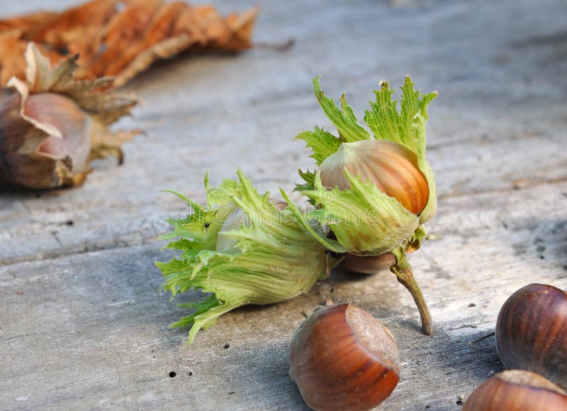 Close on fresh hazelnuts stock photo. Image of fresh - 78371430