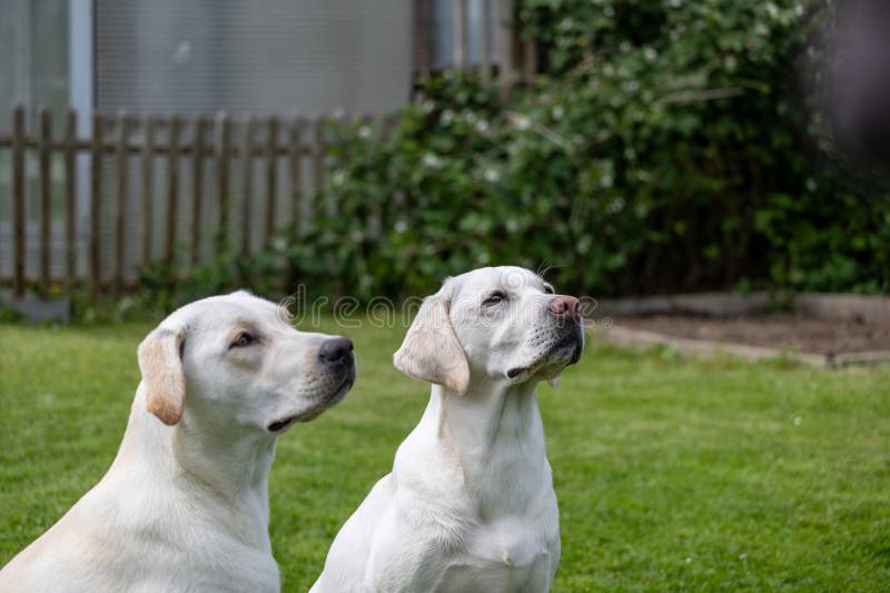 Close Friendship: Two Labradors Stock Image - Image of looking, bulldog ...