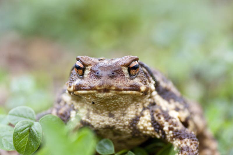 Common Toad stock image. Image of wild, season, slimy - 105945741