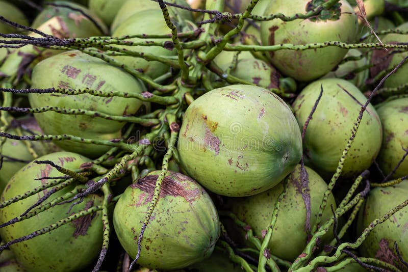 Close green coconut bunch stock image. Image of asia - 265731373