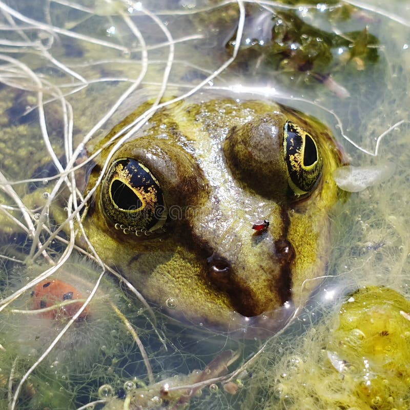 Frog head stock photo. Image of eyes, wildlife, amphibian - 18069712