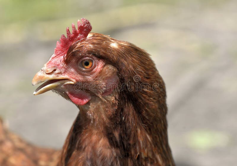 Portrait of a red hen stock photo. Image of farming - 121255706