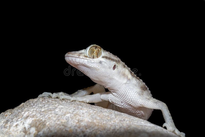 Close of a household Gecko stock image. Image of macro - 191246635