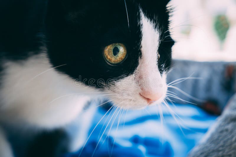 Head of an one eyed cat. stock image. Image of close - 126519573