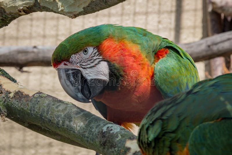 Close Image of a Dutch Feathered Bird Stock Image - Image of parrot ...