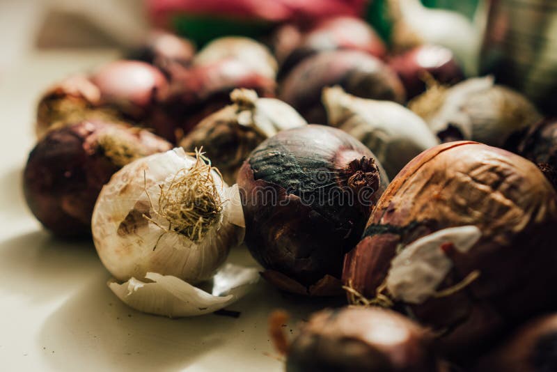 Onion rotten stock photo. Image of onion, decompose, vegetable - 32798534