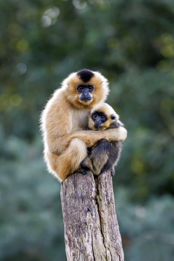 Yellow Cheeked Gibbon Monkey, Mother with Child in the Forest Stock ...