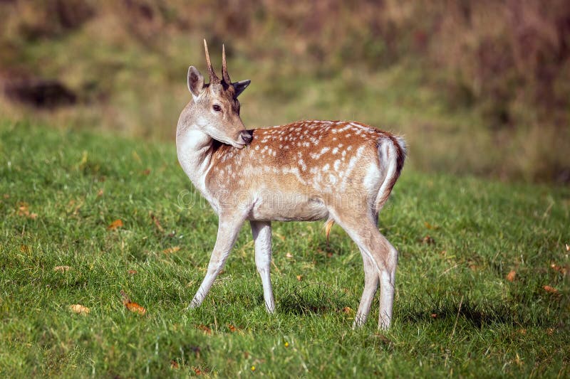 Close Up of a Young Fallow Deer Buck Stock Photo - Image of outdoors ...