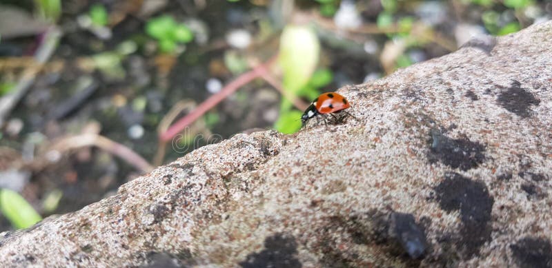 Close Up of Insect on the Ground Stock Image - Image of macro, ladybug ...