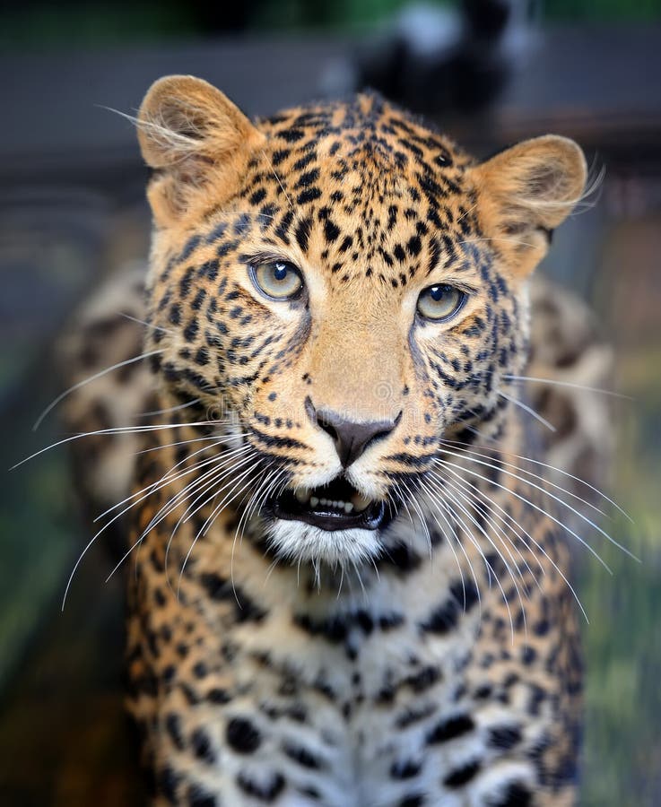 Close leopard portrait stock image. Image of panthera - 98318283