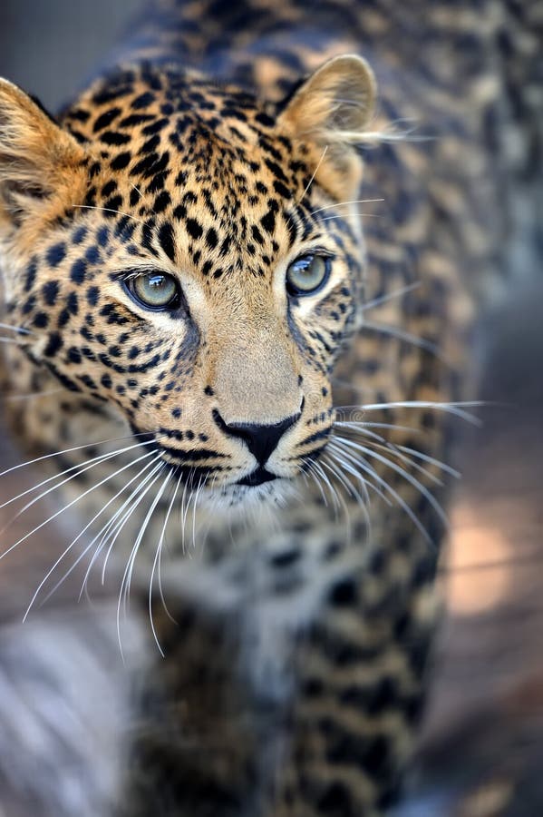 Close-up Leopard Face Side View Stock Image - Image of beautiful ...