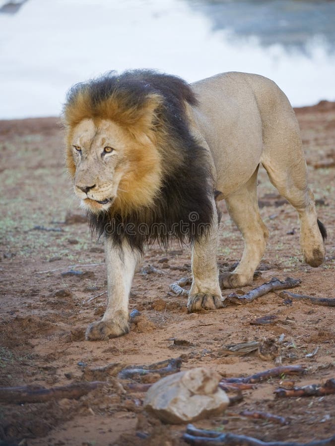 Close in Lion stock photo. Image of awesome, animal, predator - 6997712