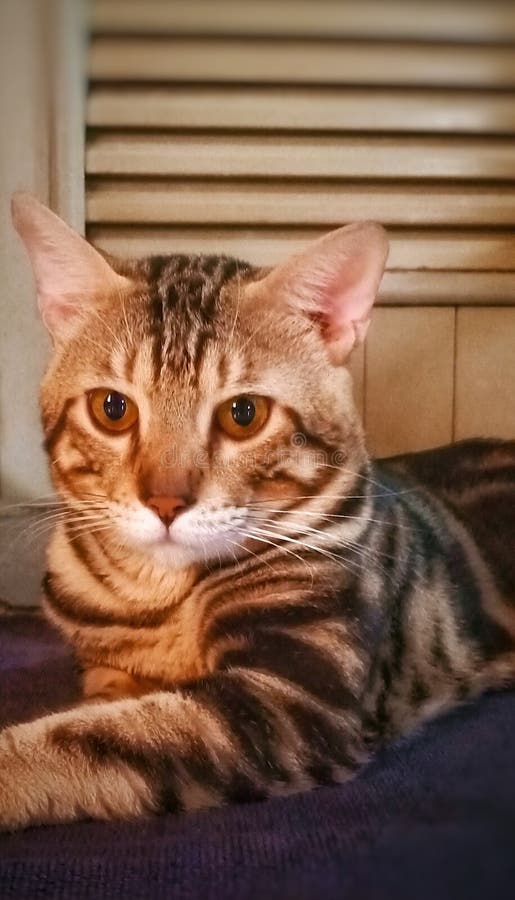 A Close Look at the Bengal Cat, Facing Forward Stock Image - Image of ...