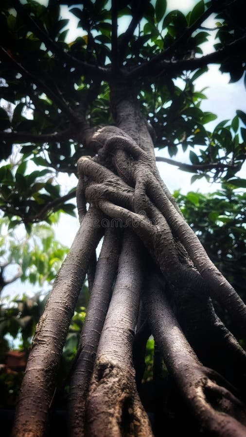 A Close Look at the Bonsai Tree at the Bottom Stock Image - Image of ...