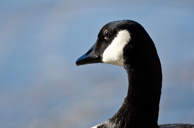 Close Look at Canada Goose Looking Out Over the Lake Stock Image ...