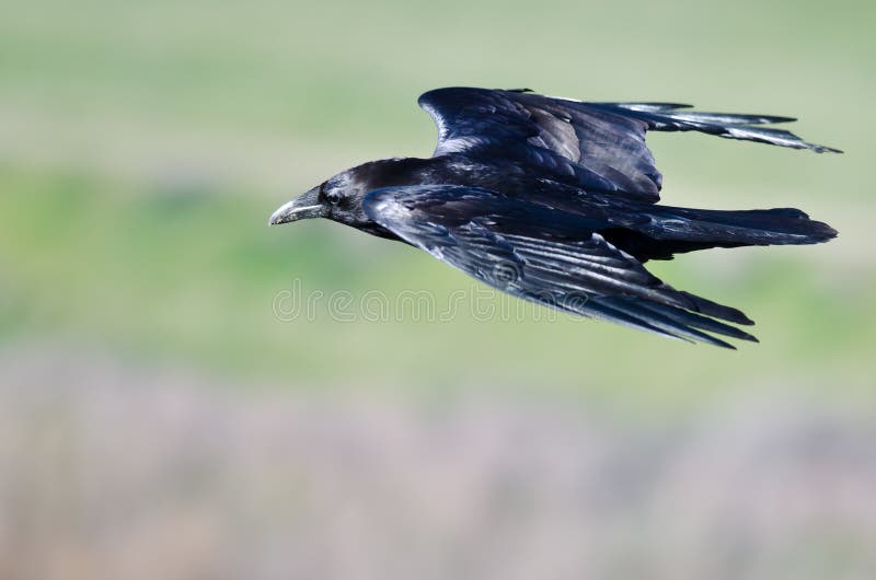 Close Look at Common Raven Flying through the Sky Stock Image - Image ...