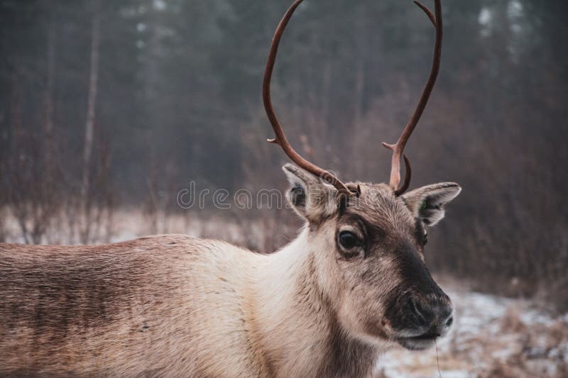 Close Look of the Face of a Reindeer in Lapland Stock Photo - Image of ...