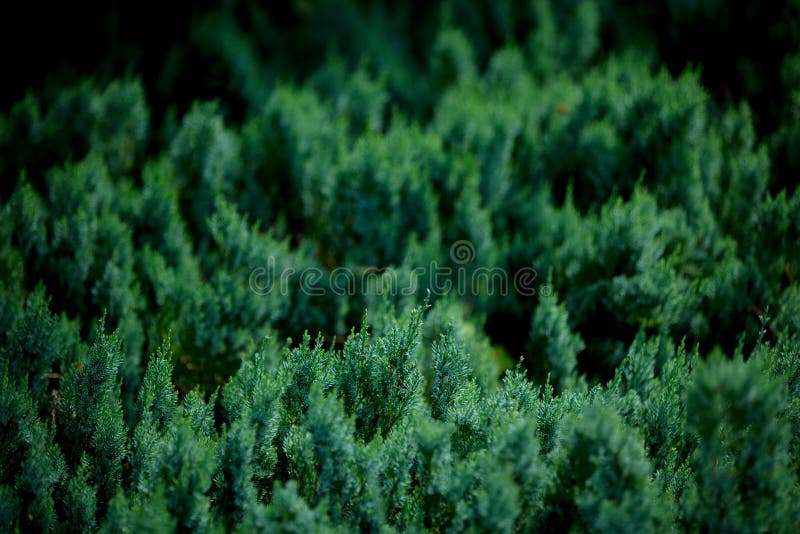 Close Look at the Green Coniferous Bush Stock Image - Image of flora ...
