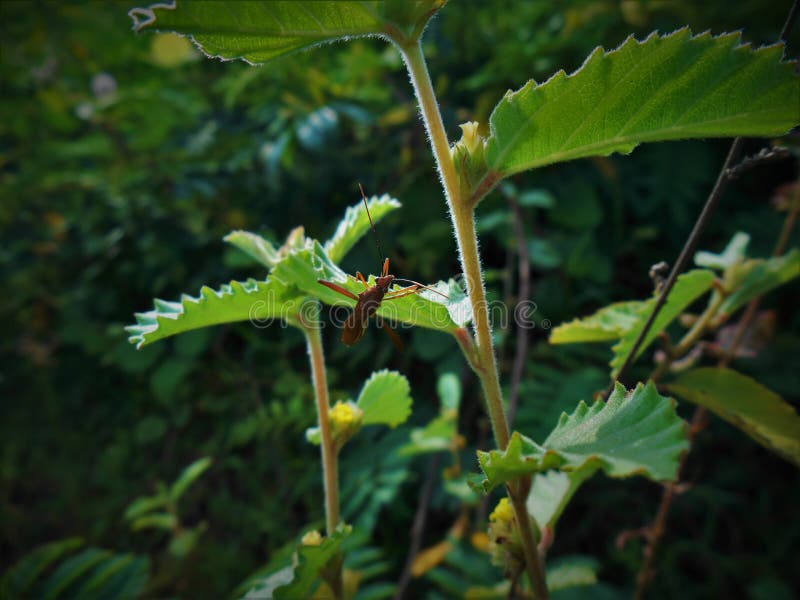Close Look at an Insect Perched on a Plant Stock Image - Image of ...