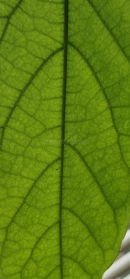 Close Look on Leaf Green Net Stock Image - Image of avocado, mesophyll ...