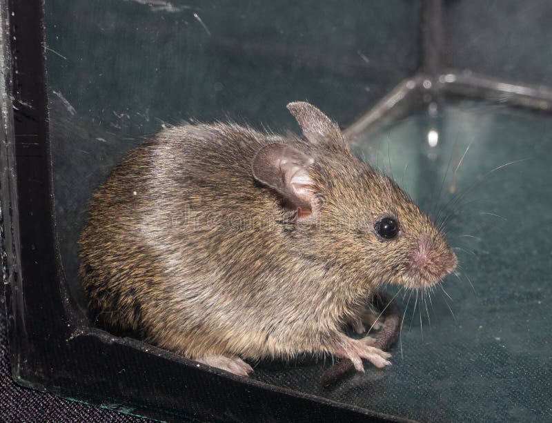 A Close Look at the Little Mouse Stock Image - Image of rodent, head ...