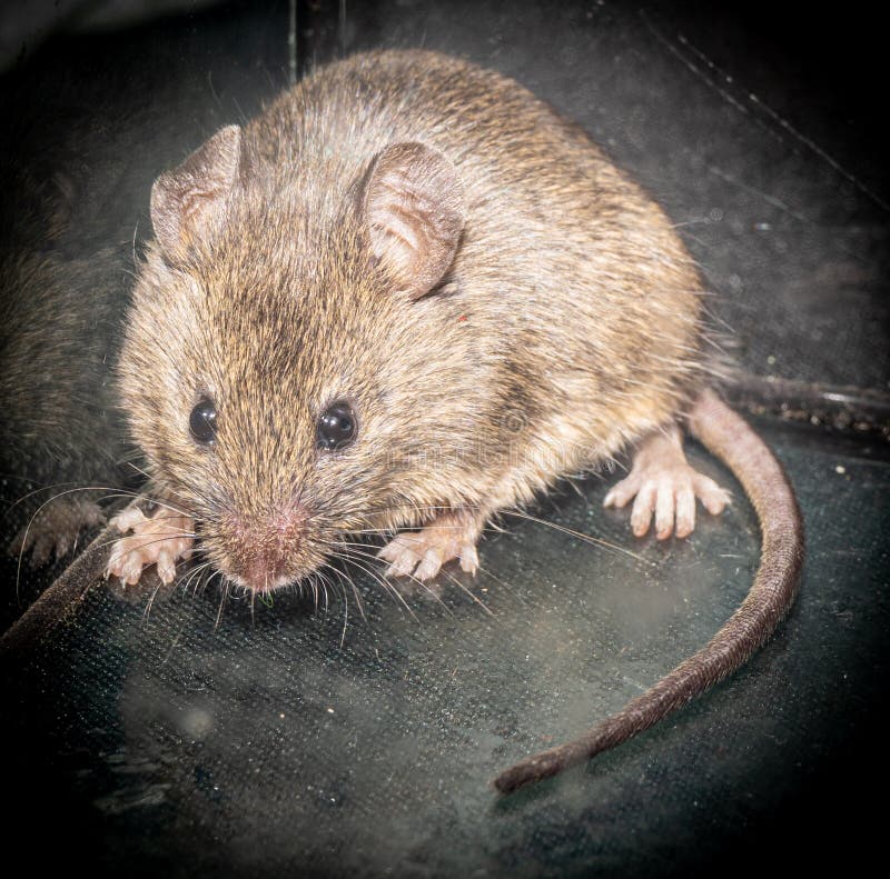 A Close Look at the Little Mouse Stock Photo - Image of park, little ...