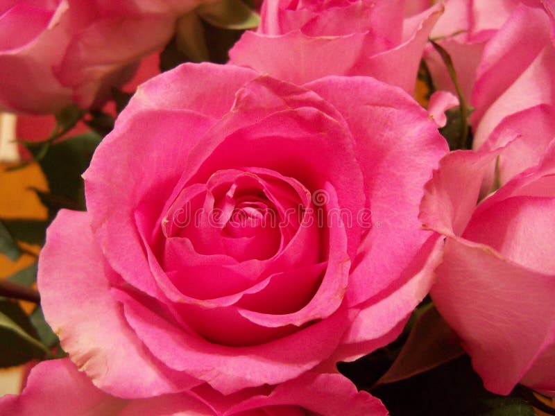 Close Up of Pink Roses in Full Bloom Stock Photo - Image of summer ...