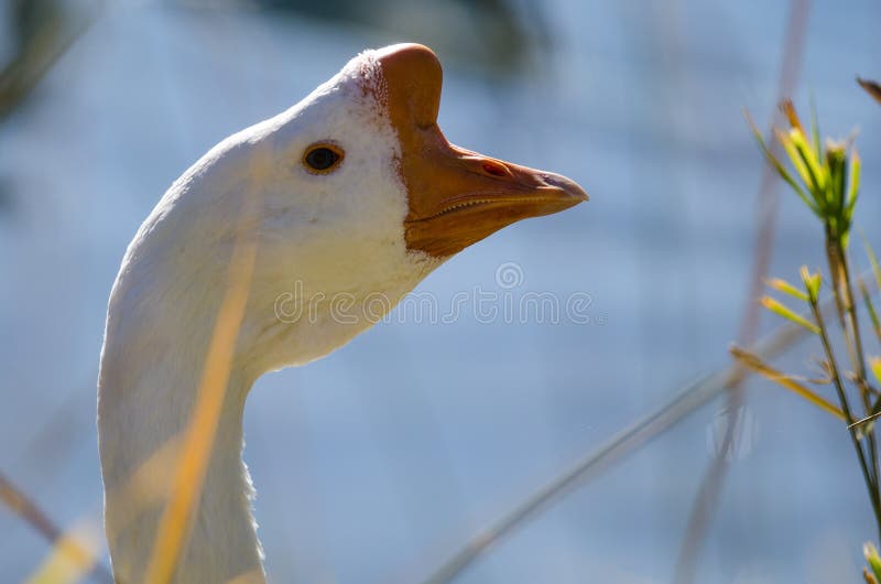 Close Look at the Profile of Chinese Goose Stock Photo - Image of goose ...