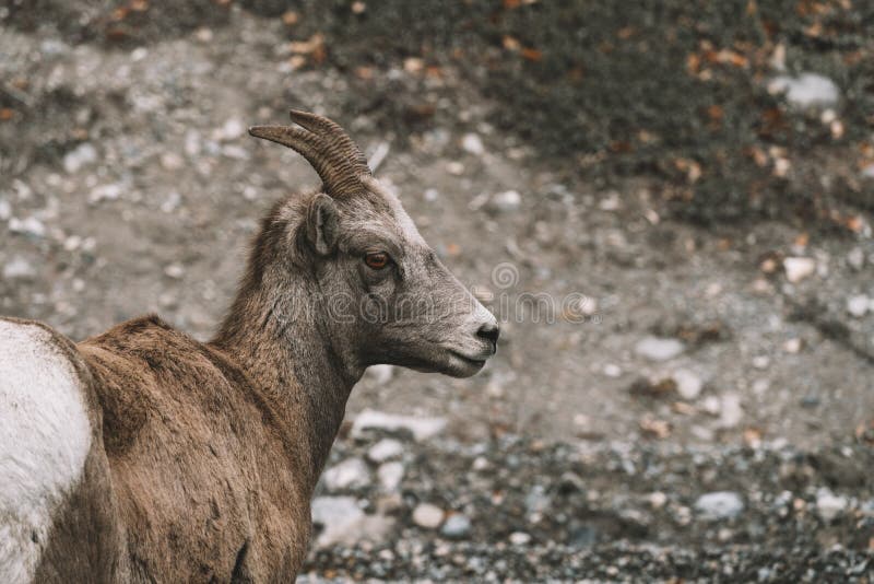 Staring goat stock photo. Image of amsterdam, farm, staring - 40808420