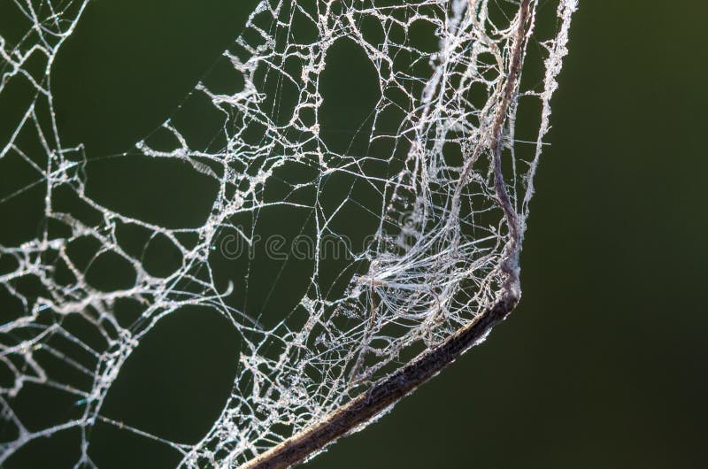157 Torn Spider Photos - Free & Royalty-Free Stock Photos from Dreamstime