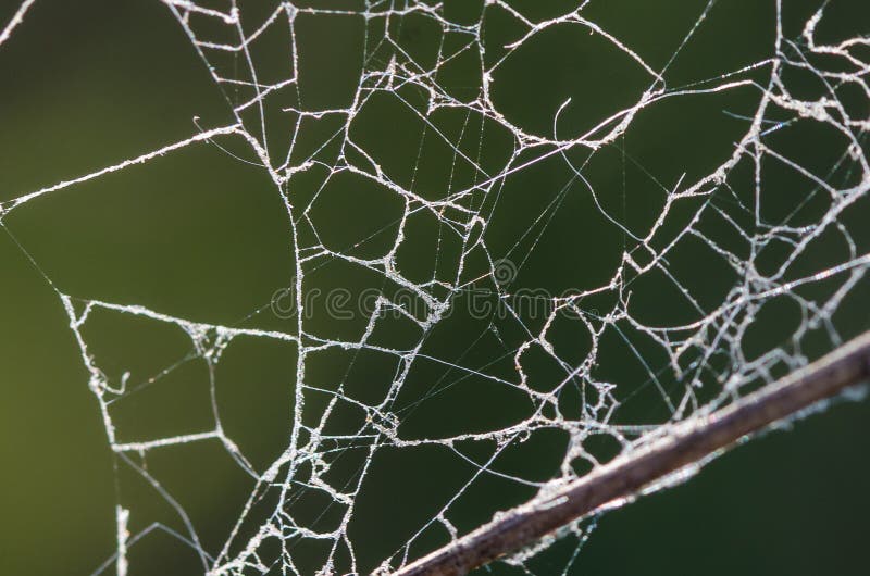 206 Torn Spider Stock Photos - Free & Royalty-Free Stock Photos from ...