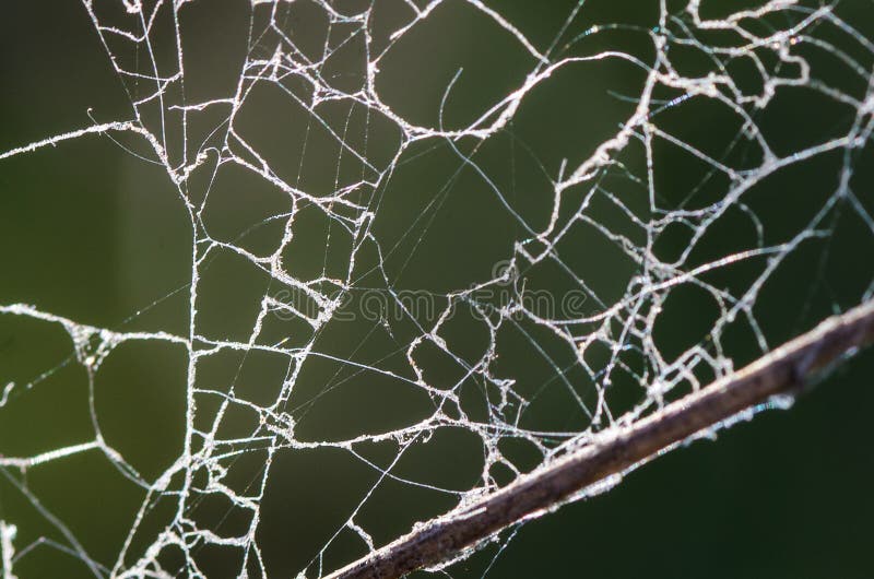 Close Look at a Torn and Raggedy Spider Web Stock Image - Image of ...