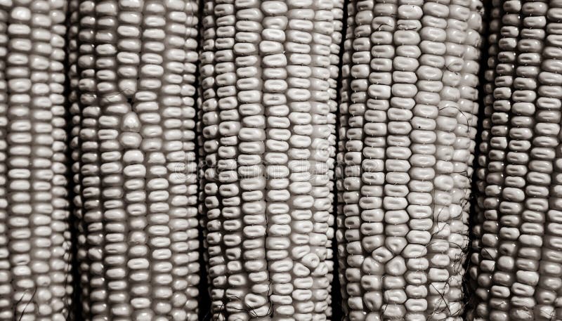 A Close Look at the Two Ears of Corn Stock Photo - Image of culture ...
