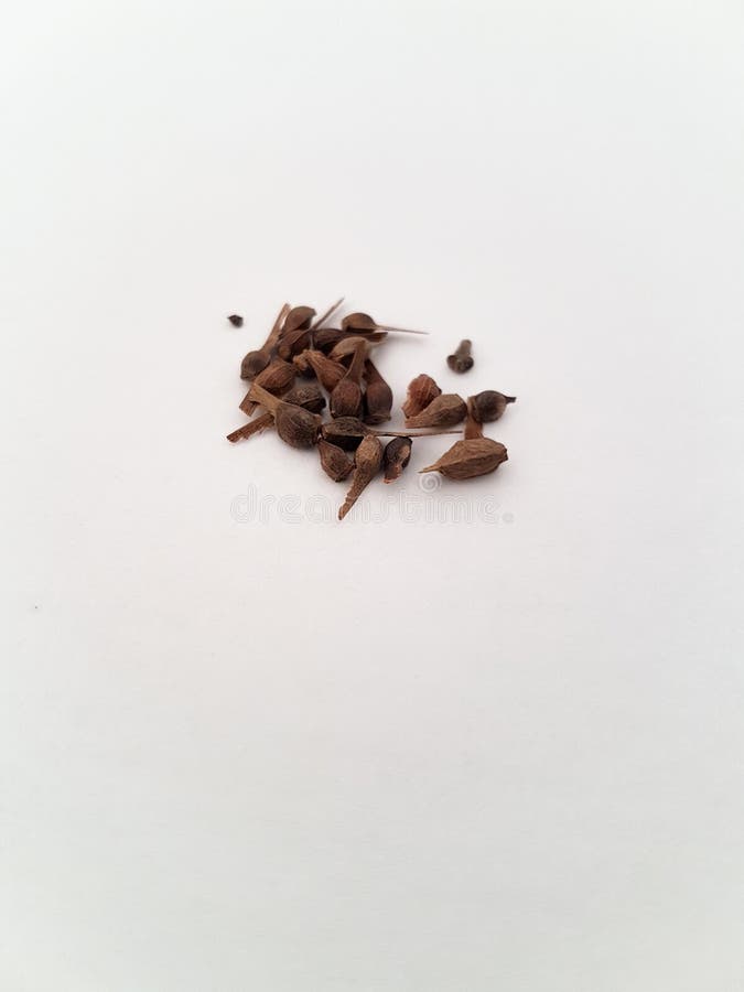 Close Look Up of Maple Tree Seeds for Bonsai Stock Photo - Image of ...