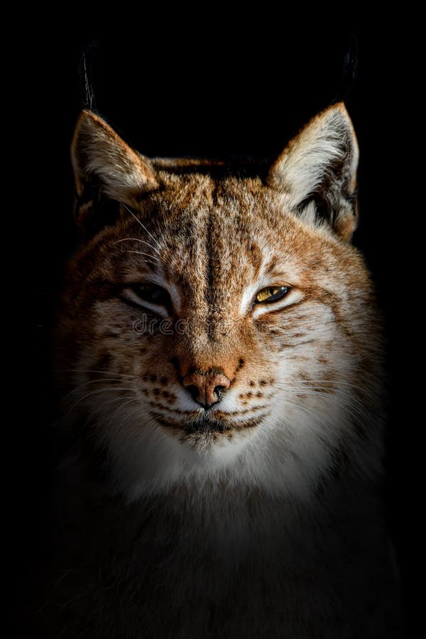 113 Angry Lynx Portrait Stock Photos - Free & Royalty-Free Stock Photos ...
