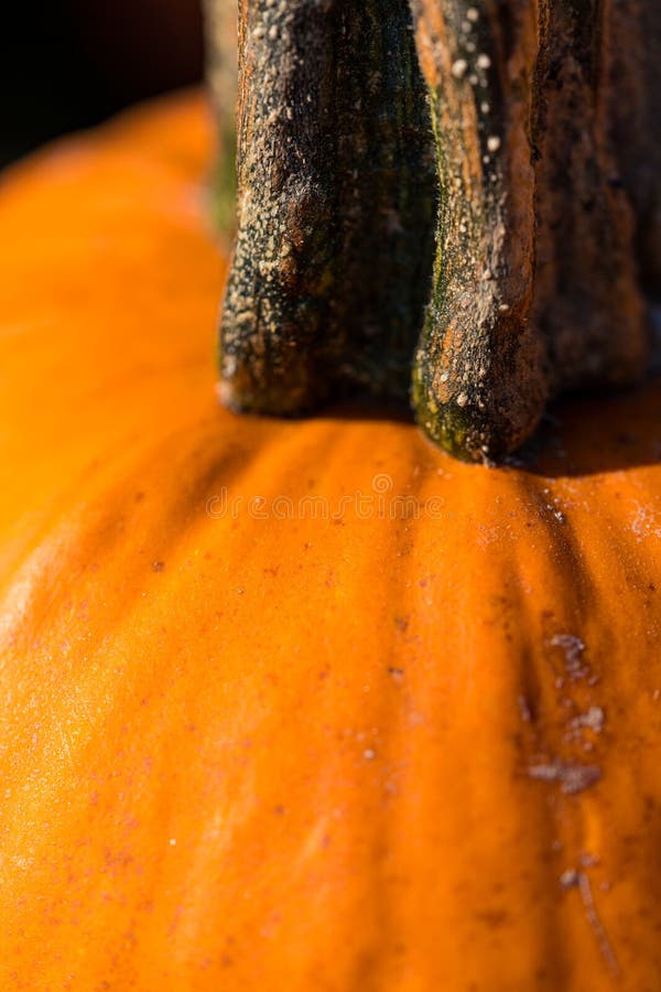 Pumpkin stem stock photo. Image of fresh, produce, close - 3412496