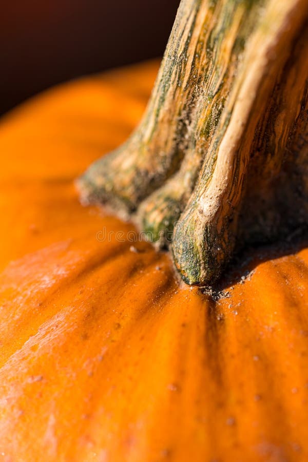 Close Macro of a Pumpkin Stem Stock Image - Image of delicious ...
