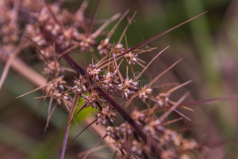 Spiky Weeds stock photo. Image of spiky, small, weed - 12421976
