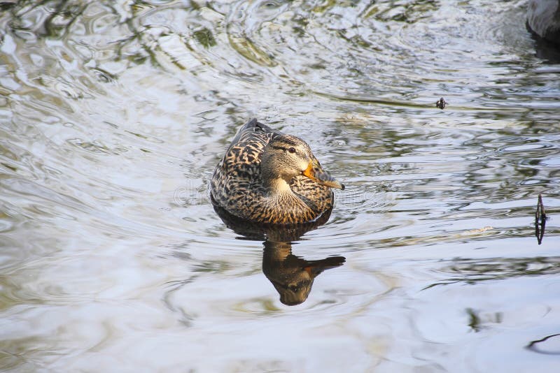 Close on a Mallard Duck stock photo. Image of curious - 69546728