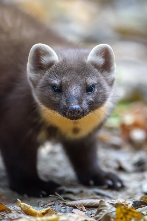 Close Marten Portrait on Autumn Forest Stock Photo - Image of forest ...