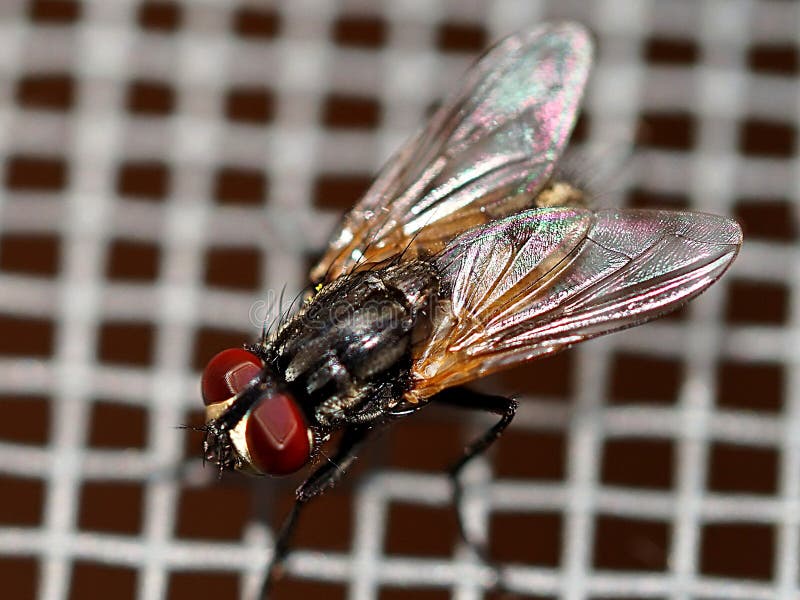 Close-op Fly with Bright Wings and Red Eyes Stock Image - Image of ...